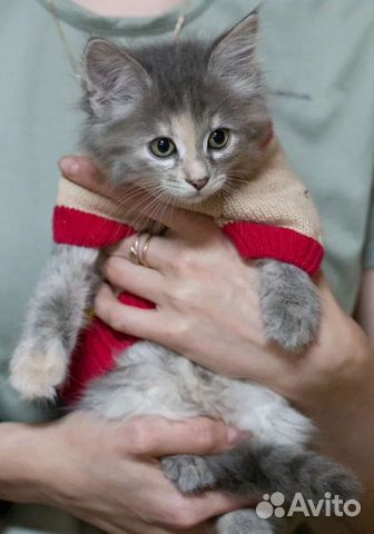 Чудесный котенок-девочка 2 мес. ищет дом