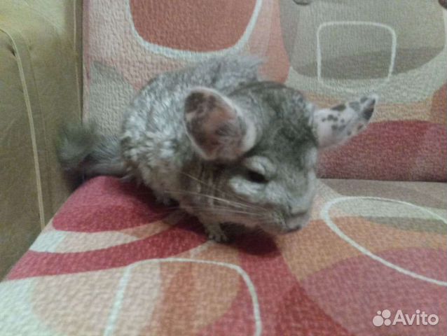 Шиншилла в добрые руки