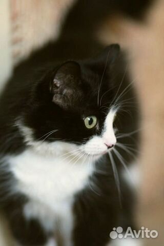 Котята в добрые руки 1 месяц