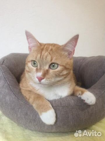 Ося - ласковый и нежный котик