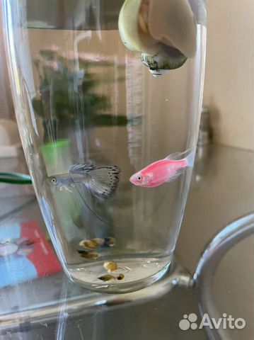 Аквариумные рыбки