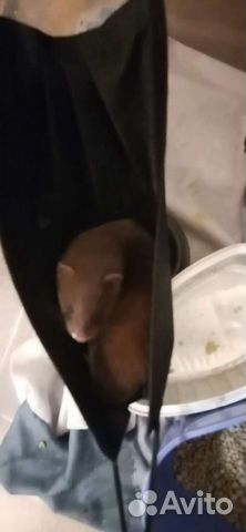 Ласка животное