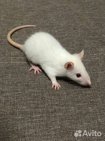 Декоративная крыса