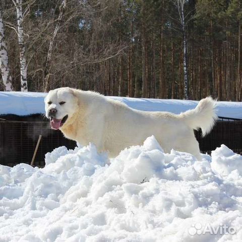 Вязка. 4 кобеля. Среднеазиатская овчарка