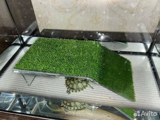 Черепашки красноухие 2x