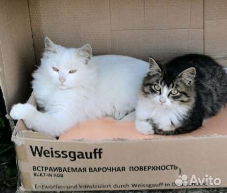 Пушистые котята замерзают на рынке в коробке