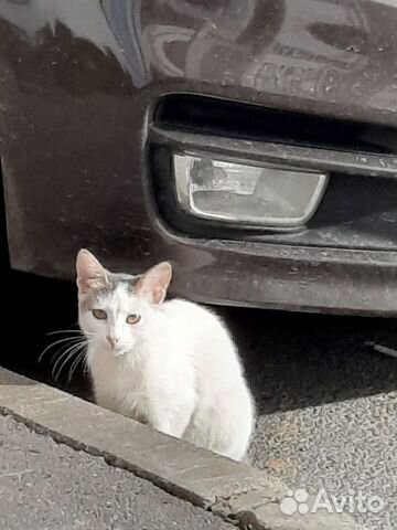 Котенок беленький с пятнышками в добрые руки