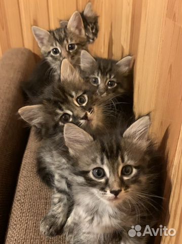 Котята в добрые руки