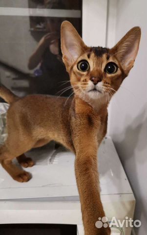 Абиссинская кошечка 6 мес