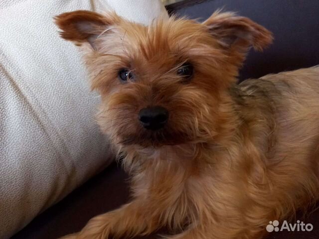 Собака Йорк стондарт 5000