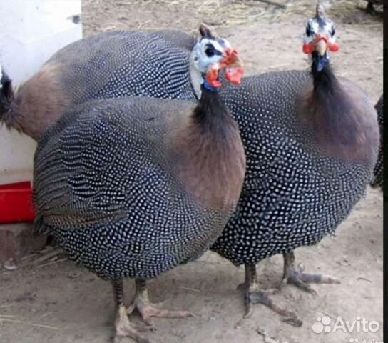 Продаю цесарок-несушек