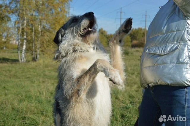 Лохматая старушка Тиша ищет дом