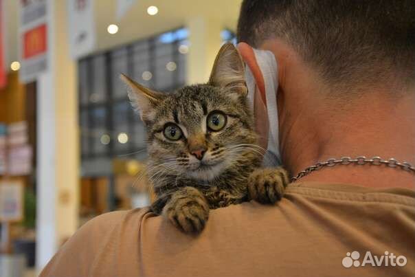 Котенок мальчик Локи в добрые руки