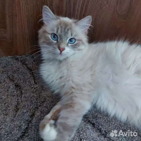 Молодая кошечка