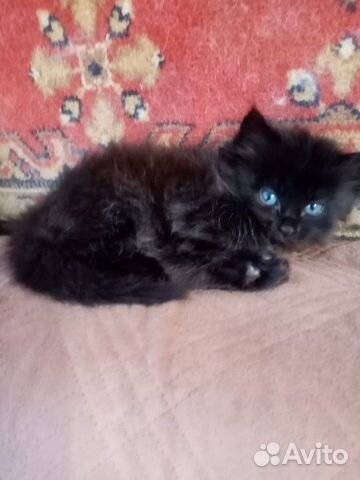 Котята 2 шт