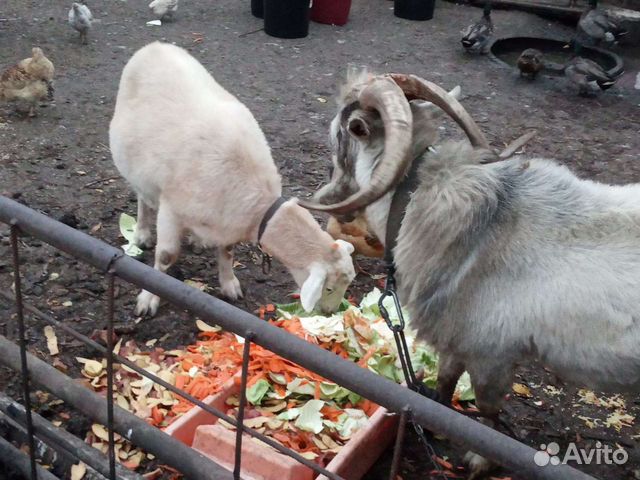 Козел зааненский