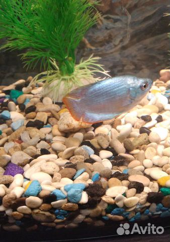 Рыбка лялиус