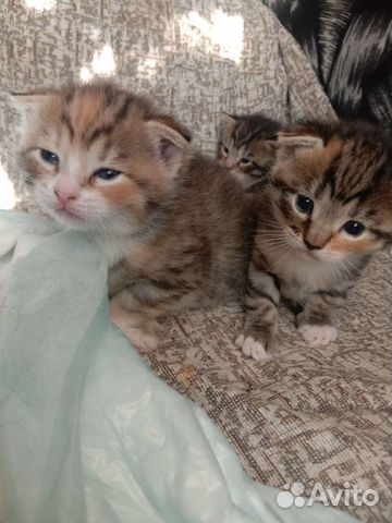 Британские котята