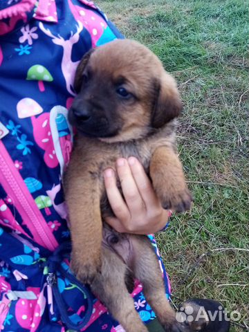 Щенки 1месяц, отдам в хорошие руки, есть девочки и