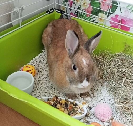 Декоративные карликовые кролики