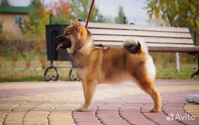 Сиба девочка подросток