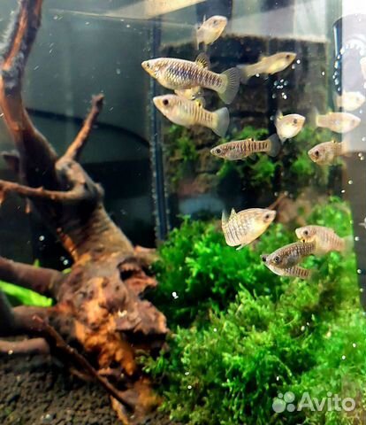 Лимия чернополосая