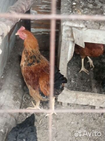 Петух кучинский и Доминант