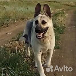 Восточноевропейская овчарка зонарного