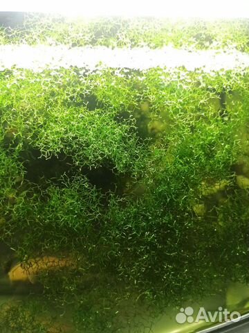 Риччия (ряска в аквариум)