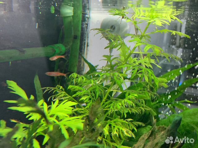 Микрорасбора бригитта