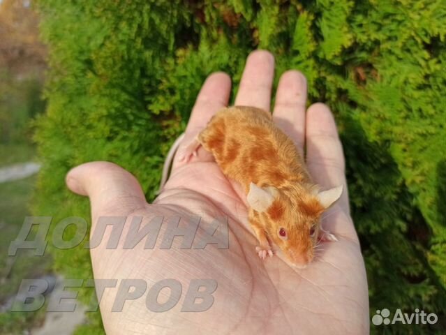 Кудрявые мышки