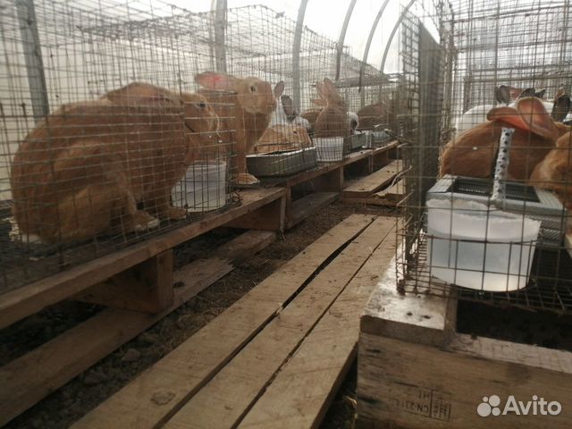 Самец бургундский 4 месяца