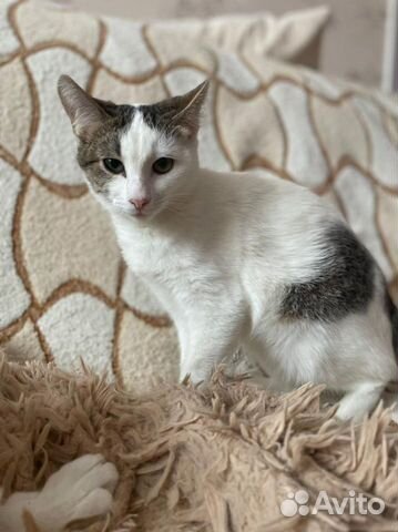 Кошечка Агуша в добрые руки