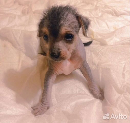 Китайская хохлатая