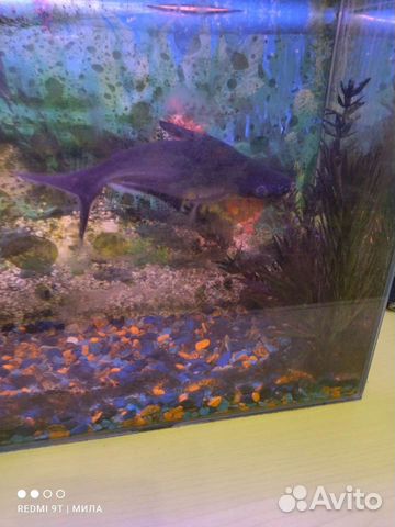 Рыба -акулий сом