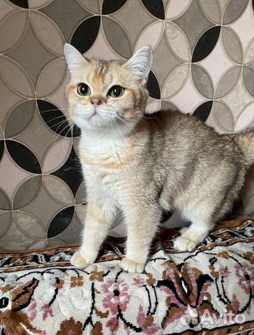 Кошки В добрые руки