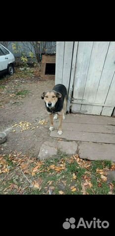 Отдам собаку в хорошие руки