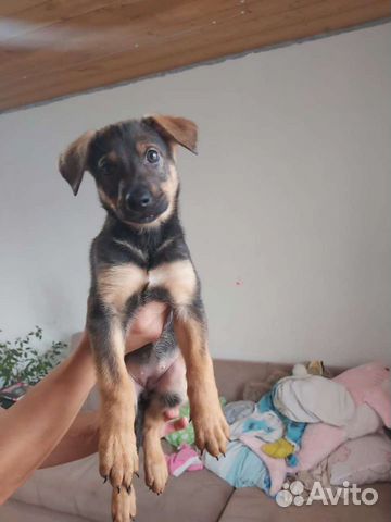Щенок Дарина 3 мес. Привита. Среднего размера. При