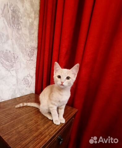 Алиса 3 мес котёнок палевая рыжая в добрые руки