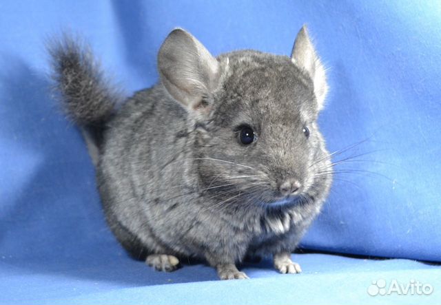 Малышка Кики и клетка-витрина