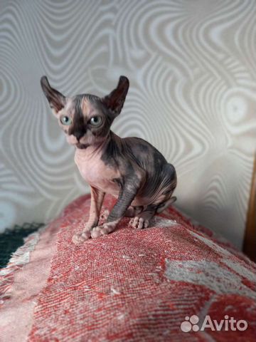 Канадский сфинкс эльф котенок