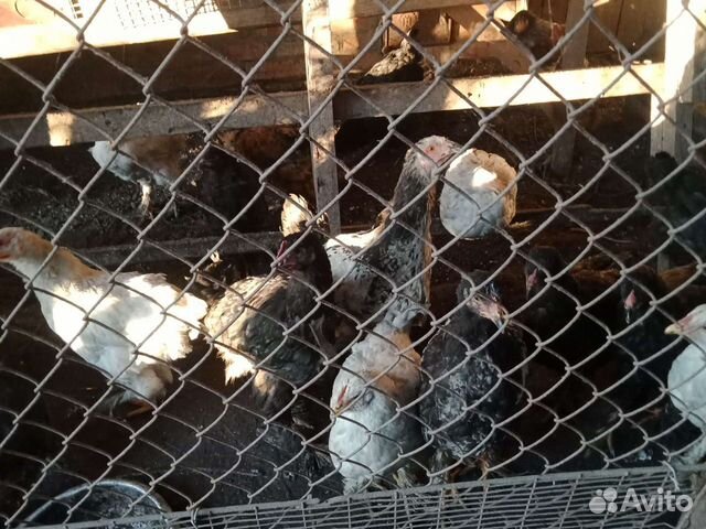 Куры молодки Брама