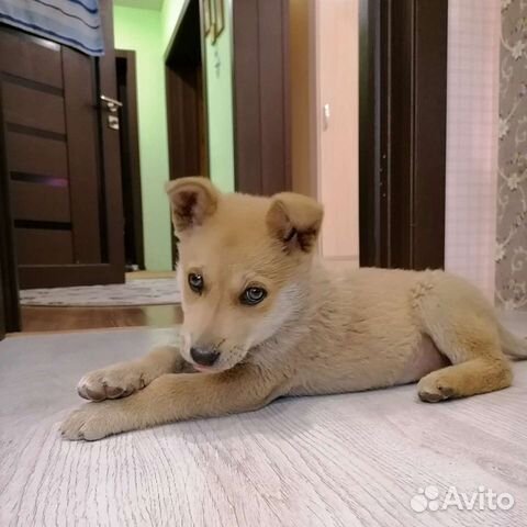 Щенок дымчатый смесь