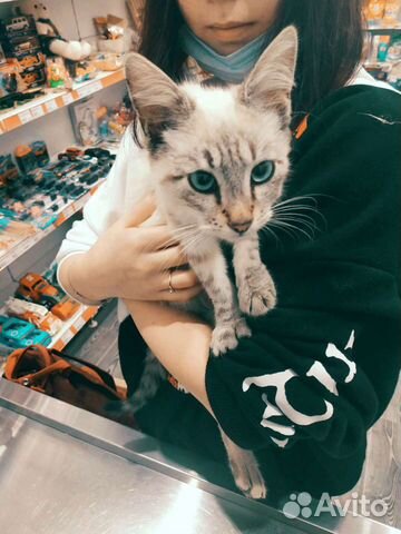 Котенок мальчик бесплатно