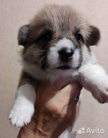 Малыши коржики