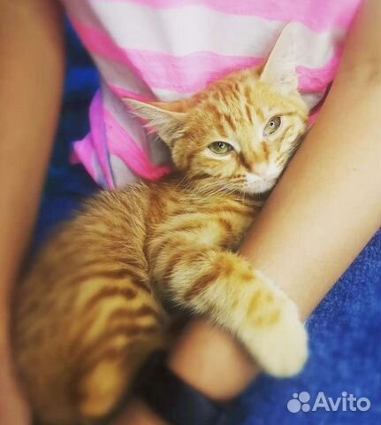 Котенок Солнышко, ищет свою семью