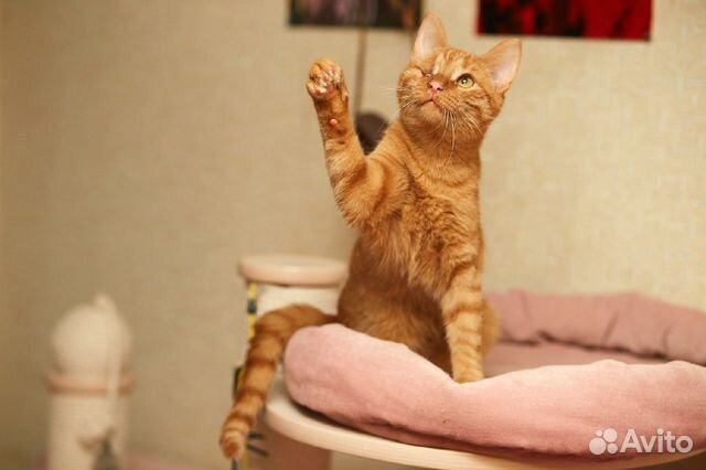 Рыжий котенок Марк ищет дом