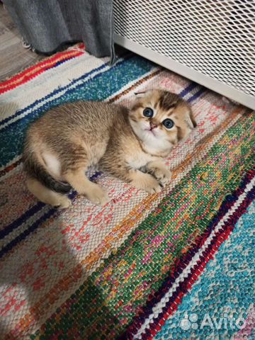 Шотландские котята 16.09