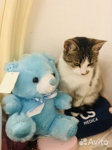 Котенок в добрык руки (девочка)