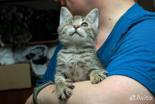 Кошка Масяня 2.5 мес